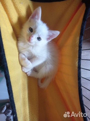 Котята от ангорской кошки