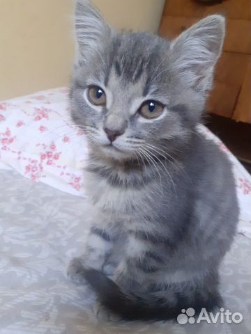 Малышка Алиска ищет дом