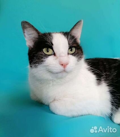 Кошка Ваниль