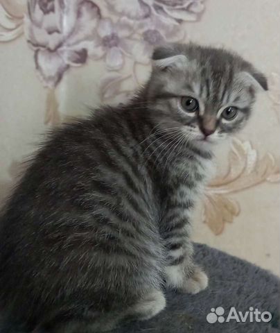 Шотландская вислаухая кошечка