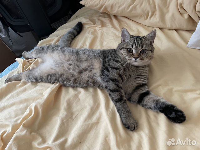 Британская кошка