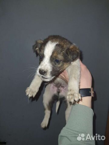 Отдам щенков добрым людям, щенки добрым людям