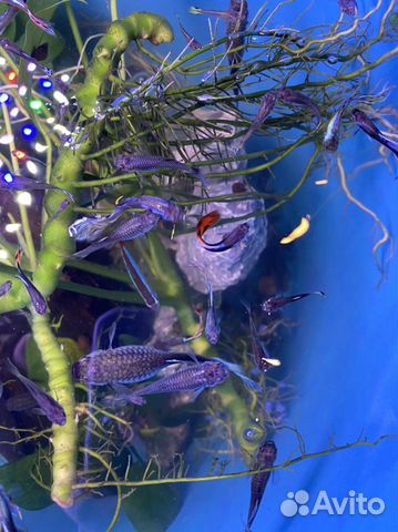 Гуппи рыбки бесплатно