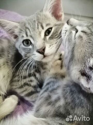 Котёнок