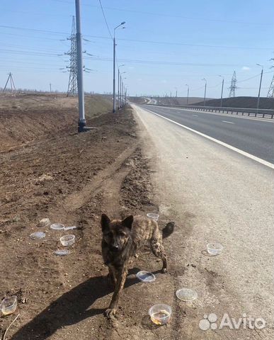 Собаки ищут дом