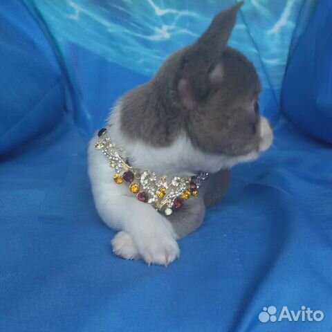 Лиловый мишка