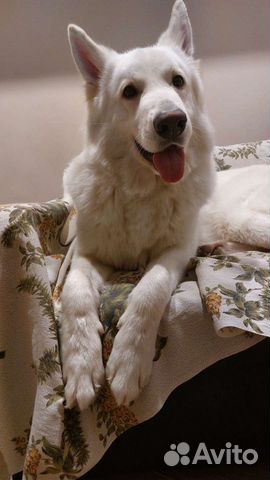 Вязка кобель Бшо