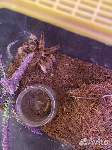 Паук птицеед с террариумом