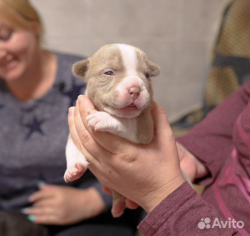 Американский Булли лиловый мальчик