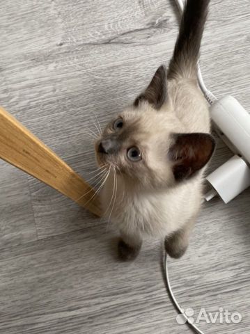 Сиамские котята мальчик и девочка