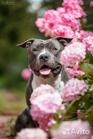 Стаффордширский терьер для вязки