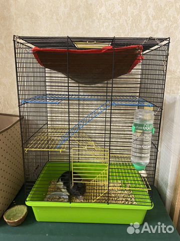 Крыса с клеткой, мальчик