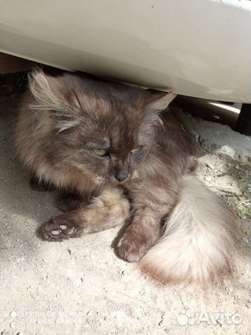Нашли котёнка Отдадим в хорошие руки
