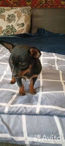 Мини той-терьер щенки продажа