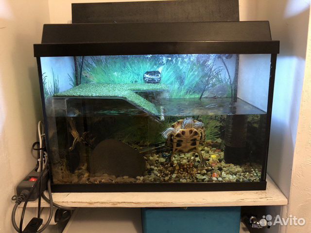 Красноухая черепаха с аквариумом