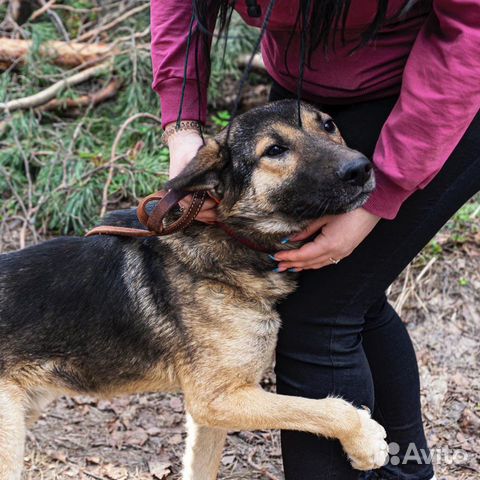 Супер добрый пес Малыш