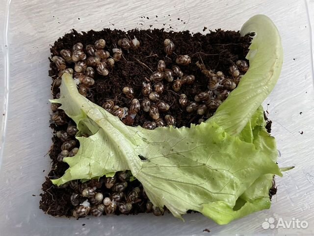 Улитки ахатины маленькие