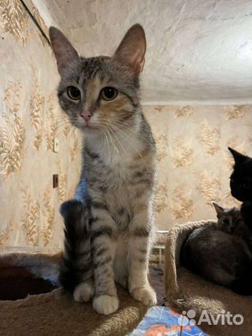 Кошечка в заботливые руки
