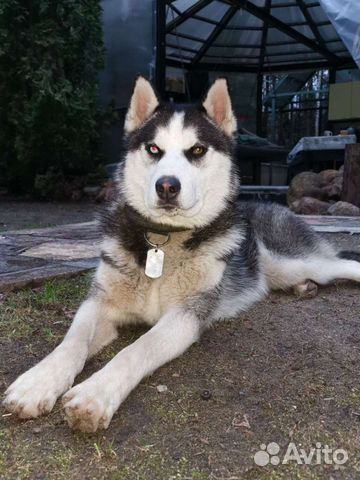 Сибирский хаски бесплатно