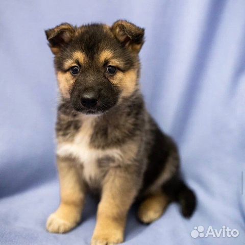 Дэнни малыш 2 месяца в дар