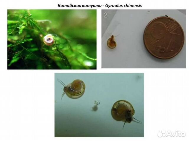 Китайская улитка - Gyraulus chinensis