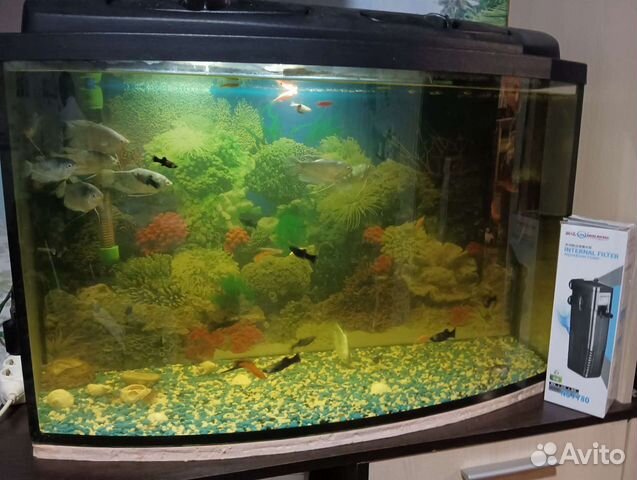 Аквариум с рыбками