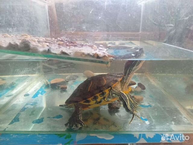 Красноухая черепаха с аквариумом
