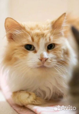 Спокойный и тихий кот Плюша в дар