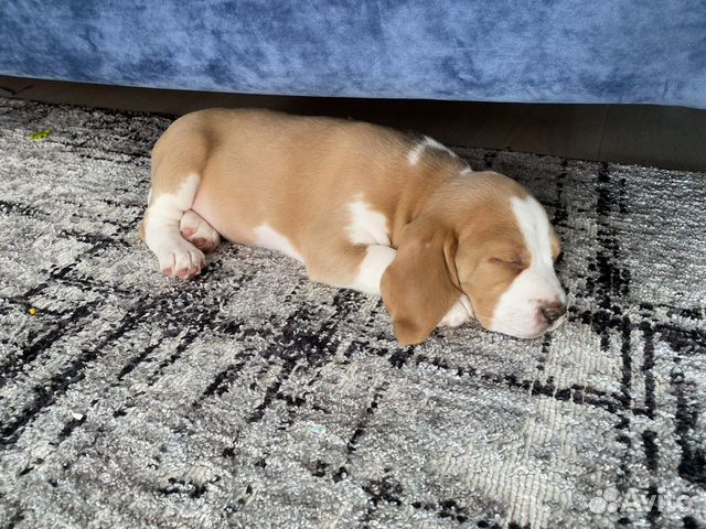 Щенок бигля