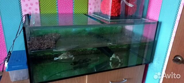 Красноухая черепаха с аквариумом