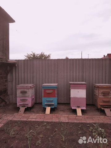 Продам пчёл