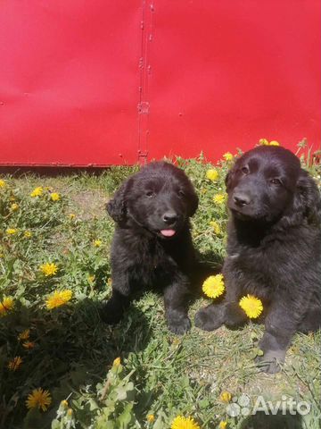 Щенок лабрадора 2 месяца