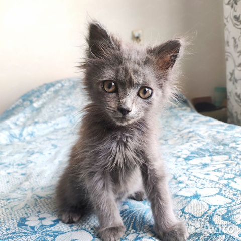 Мечтаете о котёнке Присмотритесь к Мисти