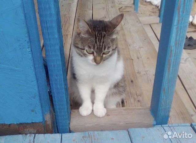 Кошки в добрые руки