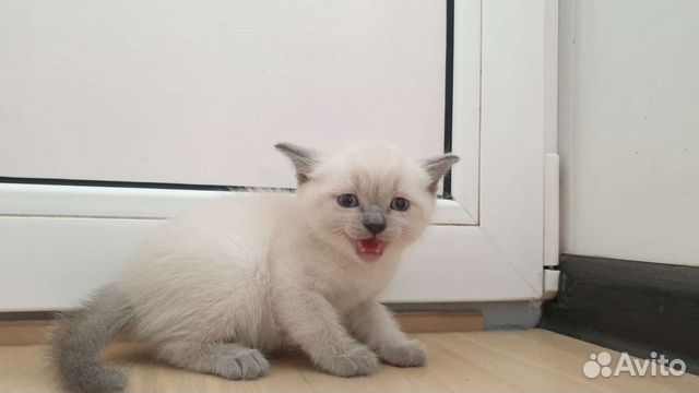 Котята рождённые на Пасху