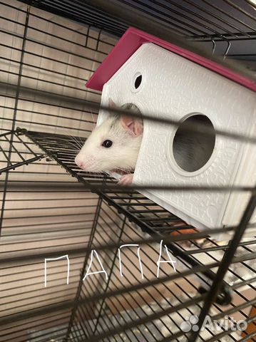 Крысы Дамбо