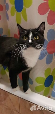 Бобтейл кошка девочка привита стерилизована 7мес