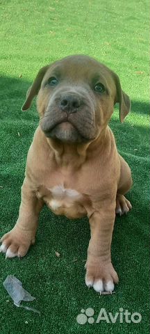 Американский булли xl мальчик