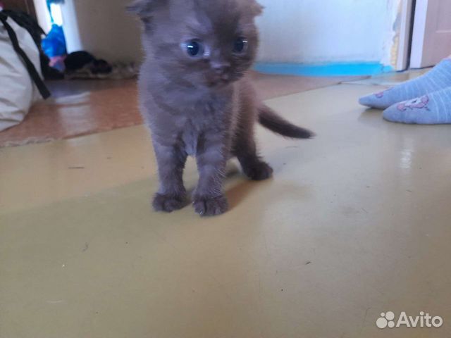 Британские вислоухие котята