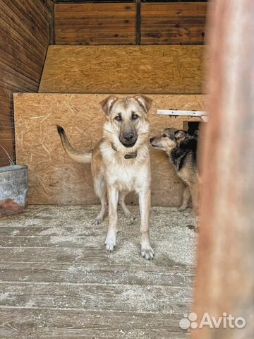 Очаровашка Твинки ждет в приюте