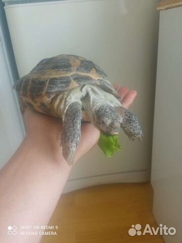 Черепаха сухопутная