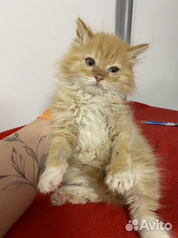 Котенок в добрые руки