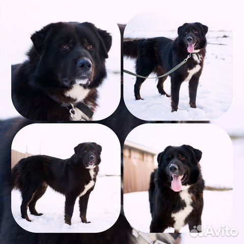 Кавказская овчарка