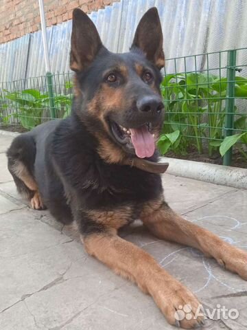 Немецкая овчарка вязка (кабель )