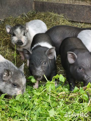 Вьетнамские вислобрюхие поросята