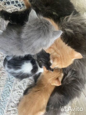 Продам котят 1 месяц. К латку приучины. Кушают всё
