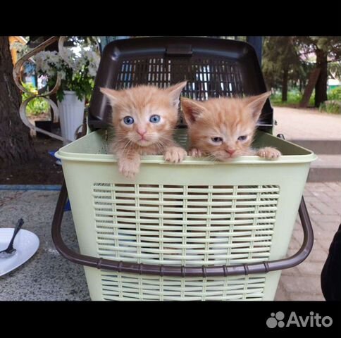 Котятки рыжие солнышки