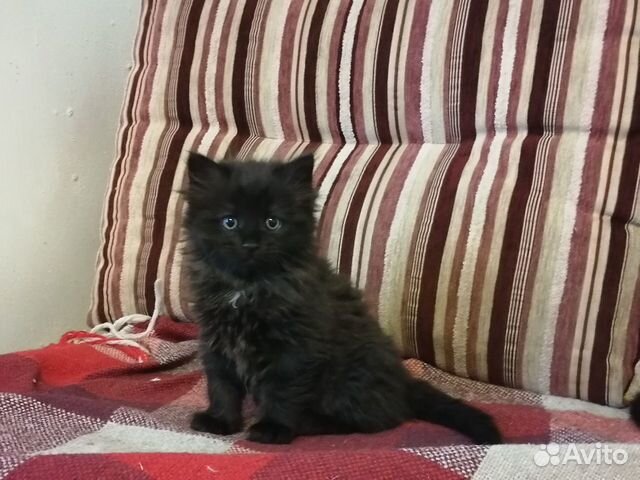 Шикарные котятки рагамаффины для любящих хозяев