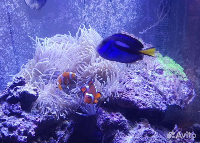 Морской Аквариум Немо Клоун и Дори Голубой хирург