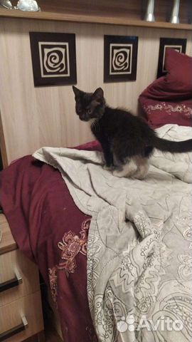 Котёнок